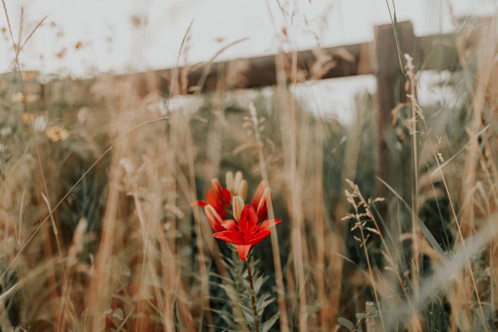 Canadiana Collection - Birch Artisan Studio