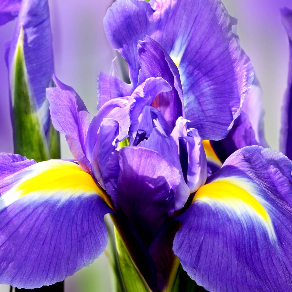 Canadiana Collection - Birch Artisan Studio